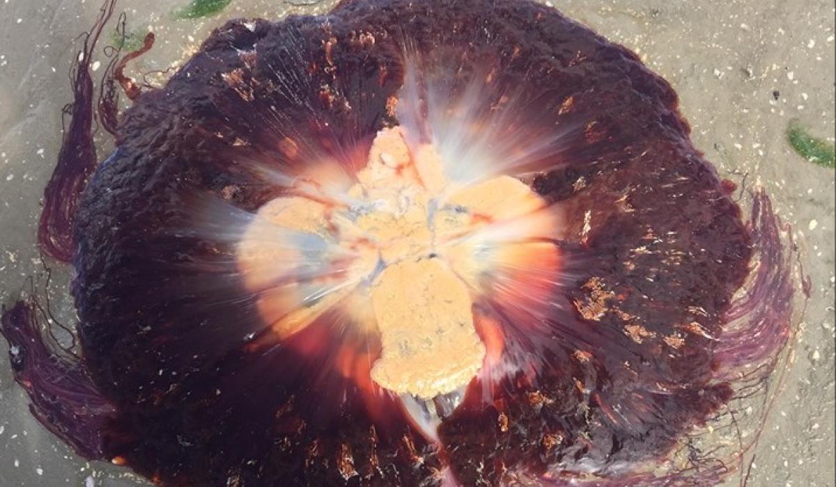 Irish Coastguard warning after number of 'painful stings' from Lion's Mane jellyfish - Derry Now