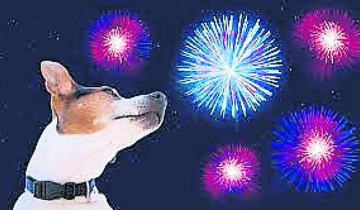 Top tips to stop dogs going ‘barking mad’ at fireworks - Derry Now
