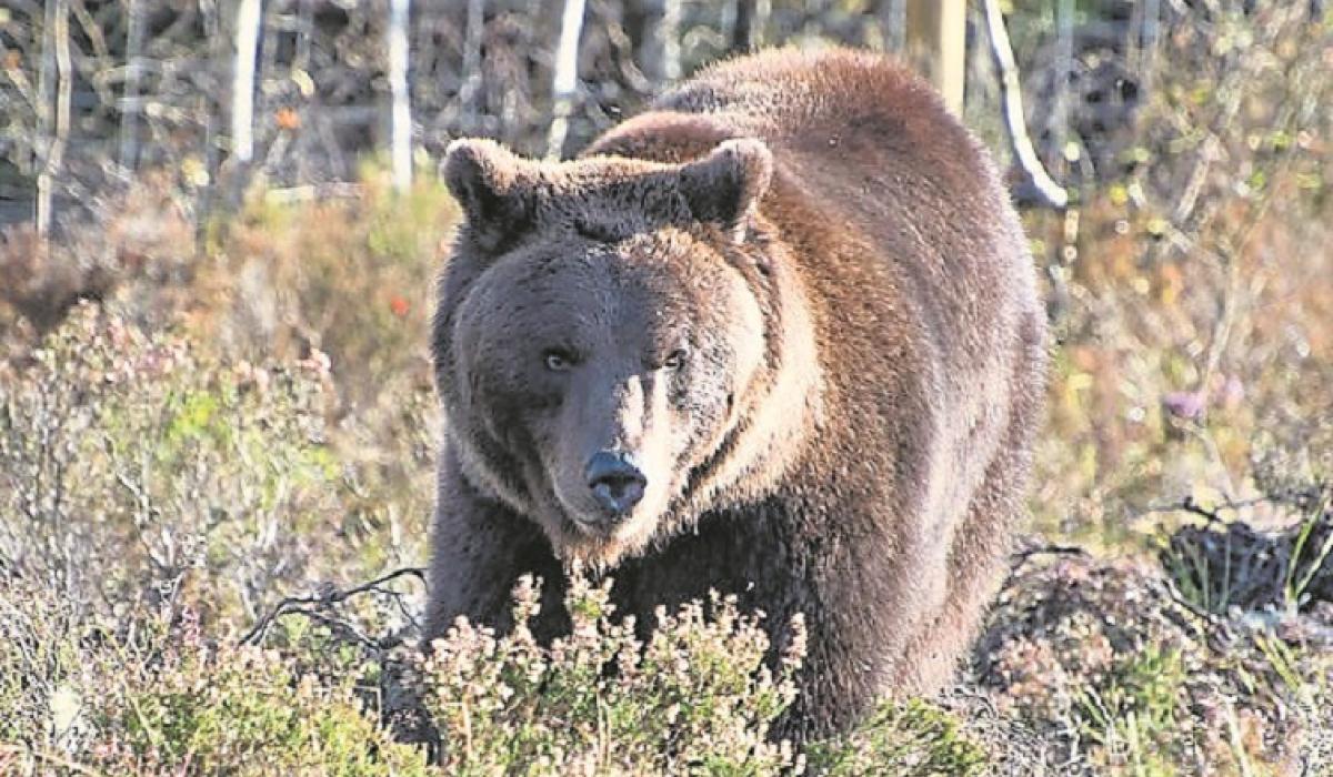 Breathing new life into Ireland's lost wildlife - Wild Ireland to open ...