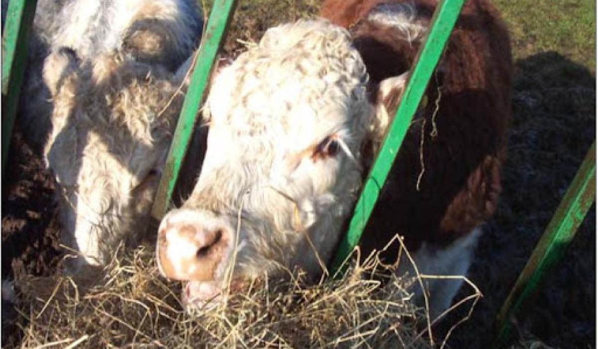 Barn containing animals set on fire in Derry - Derry Now