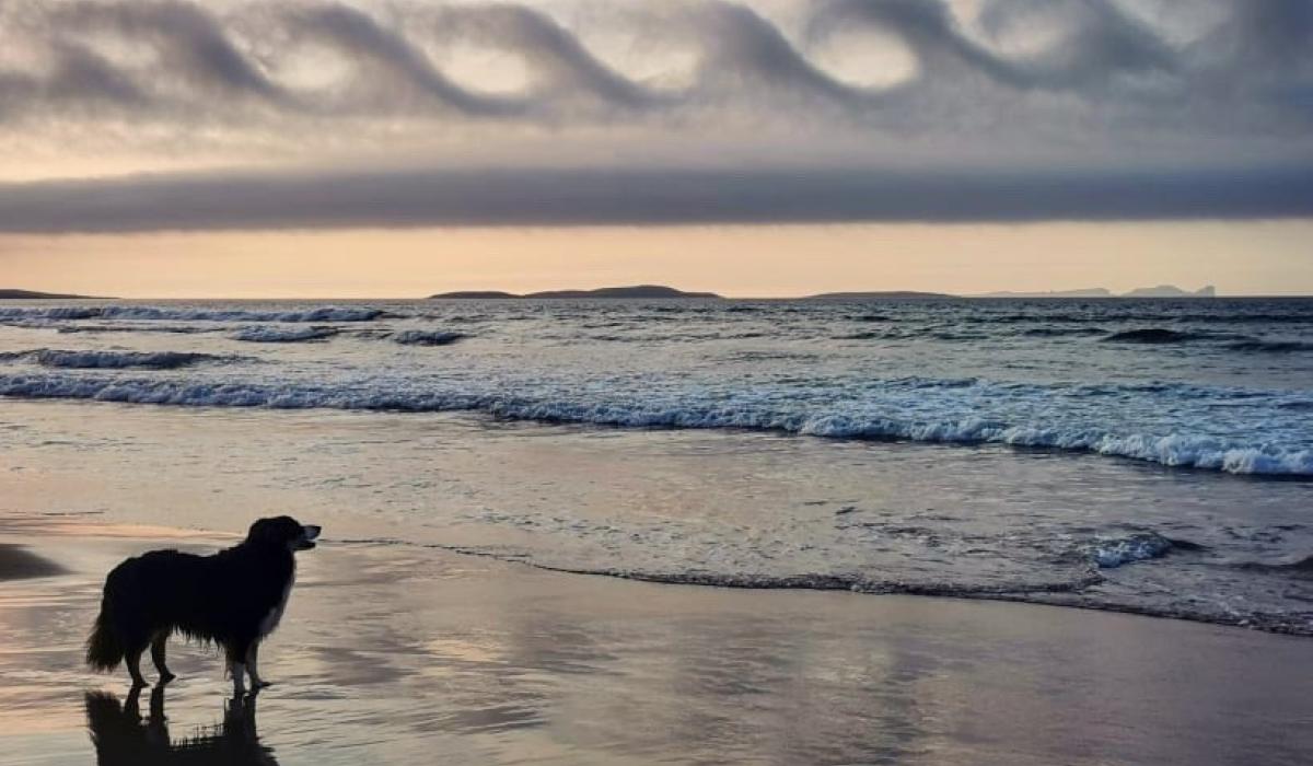 Iggy the dog is the star as photographs highlighting Donegal's beauty ...