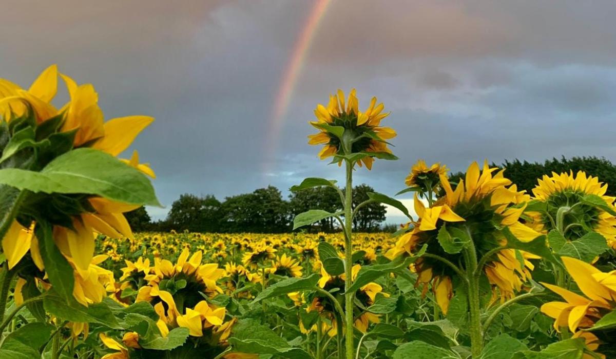 Uplifting Field of Hope sunflower field opens in Donegal - important ...