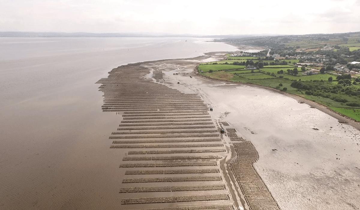 Dangers of aquaculture on Lough Foyle highlighted - Derry Now