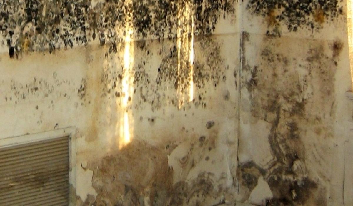 Damp and mould prevalent in social housing - Derry Now