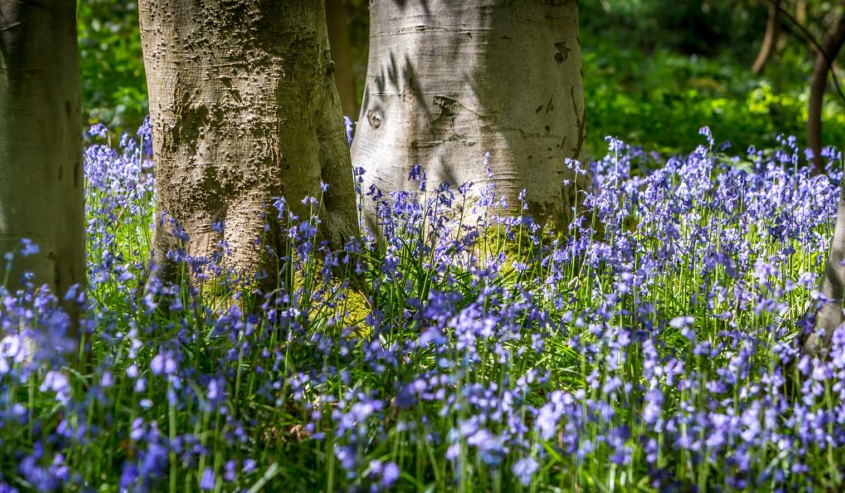 People encouraged to visit enchanting forest carpet of bluebells at ...