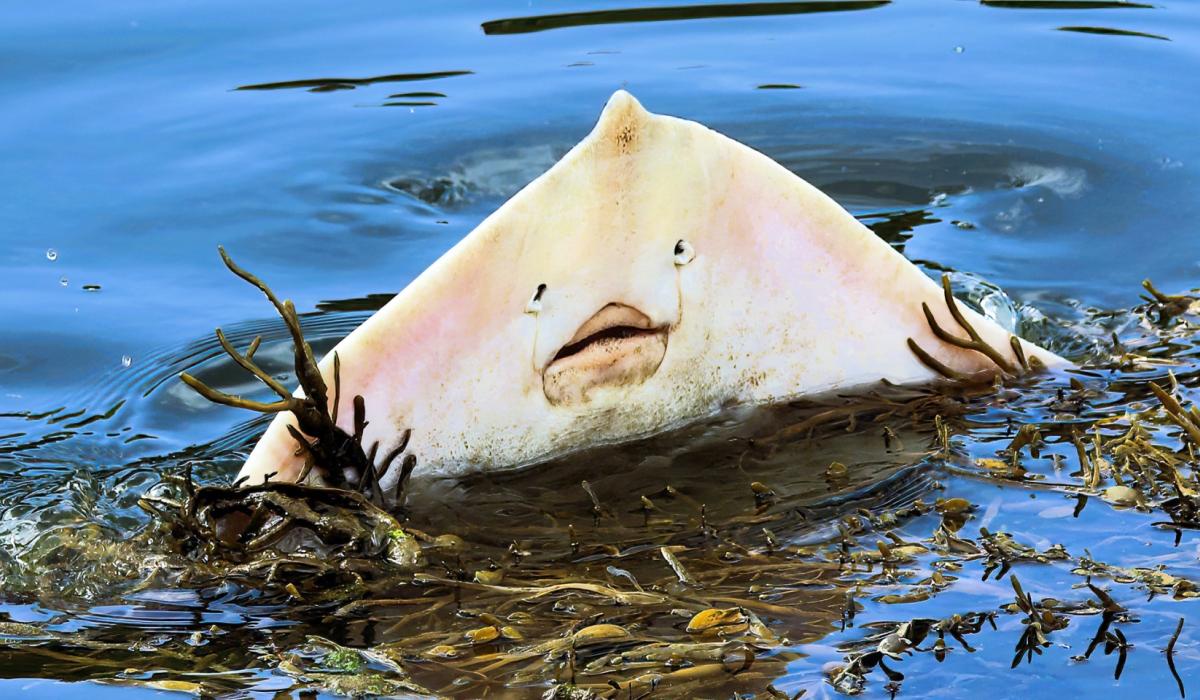 Perfect catch as Derry photographer lands snap of rare thornback ray at ...