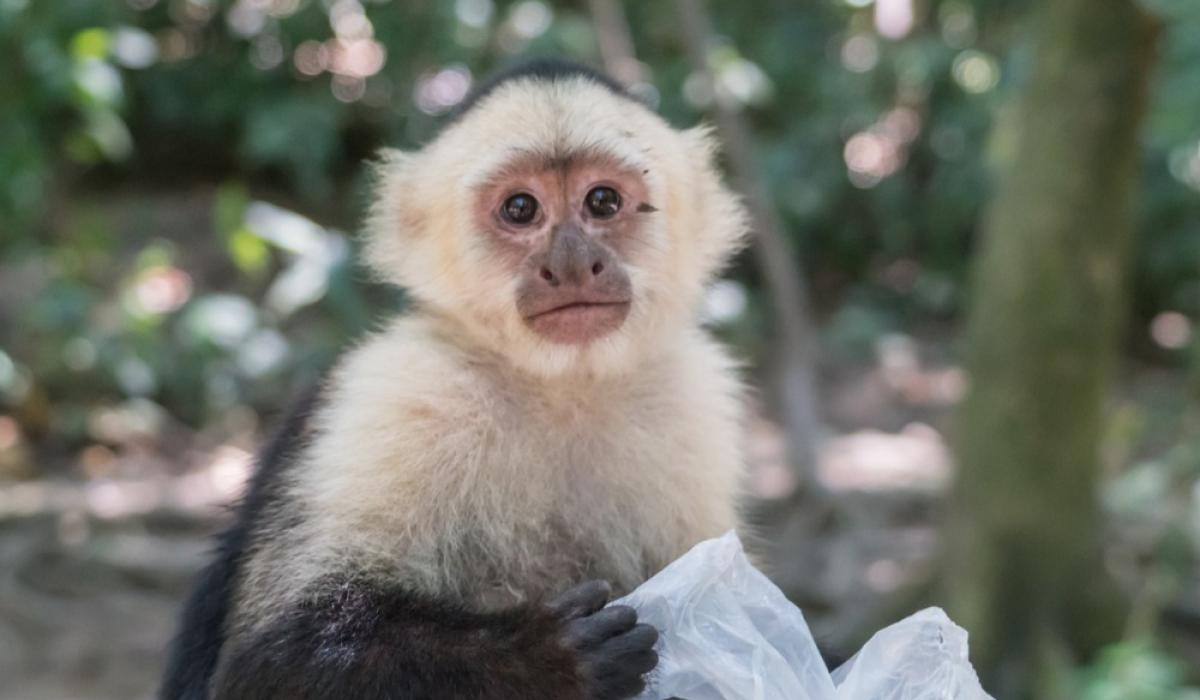 ALERT: Warning issued as escaped monkey on the run from Irish sanctuary ...