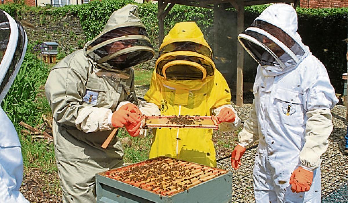 Derry and District Beekeeping Association launch new introductory ...
