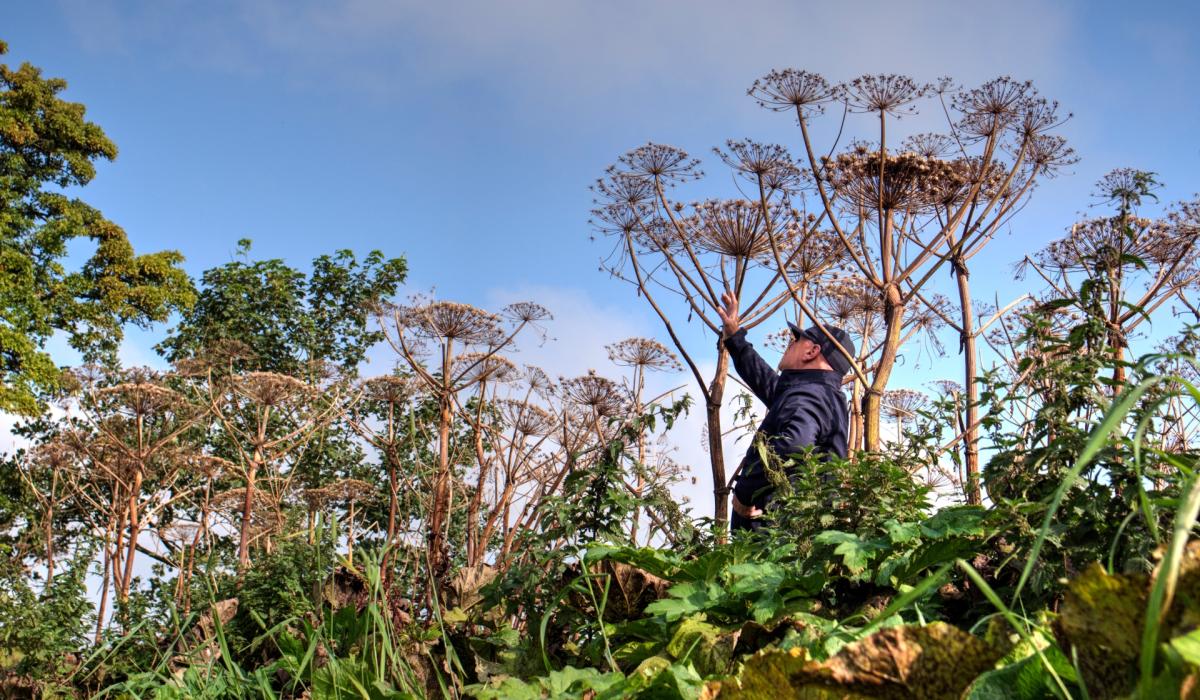 Loughs Agency urges invasives species action in Foyle catchment area ...