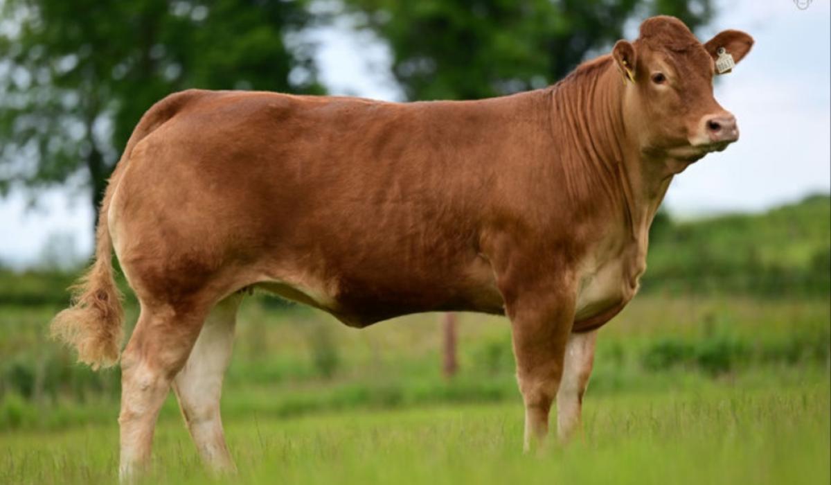Cavan auction goes 'All Too Well' as heifer 'Taylorswift' fetches top ...