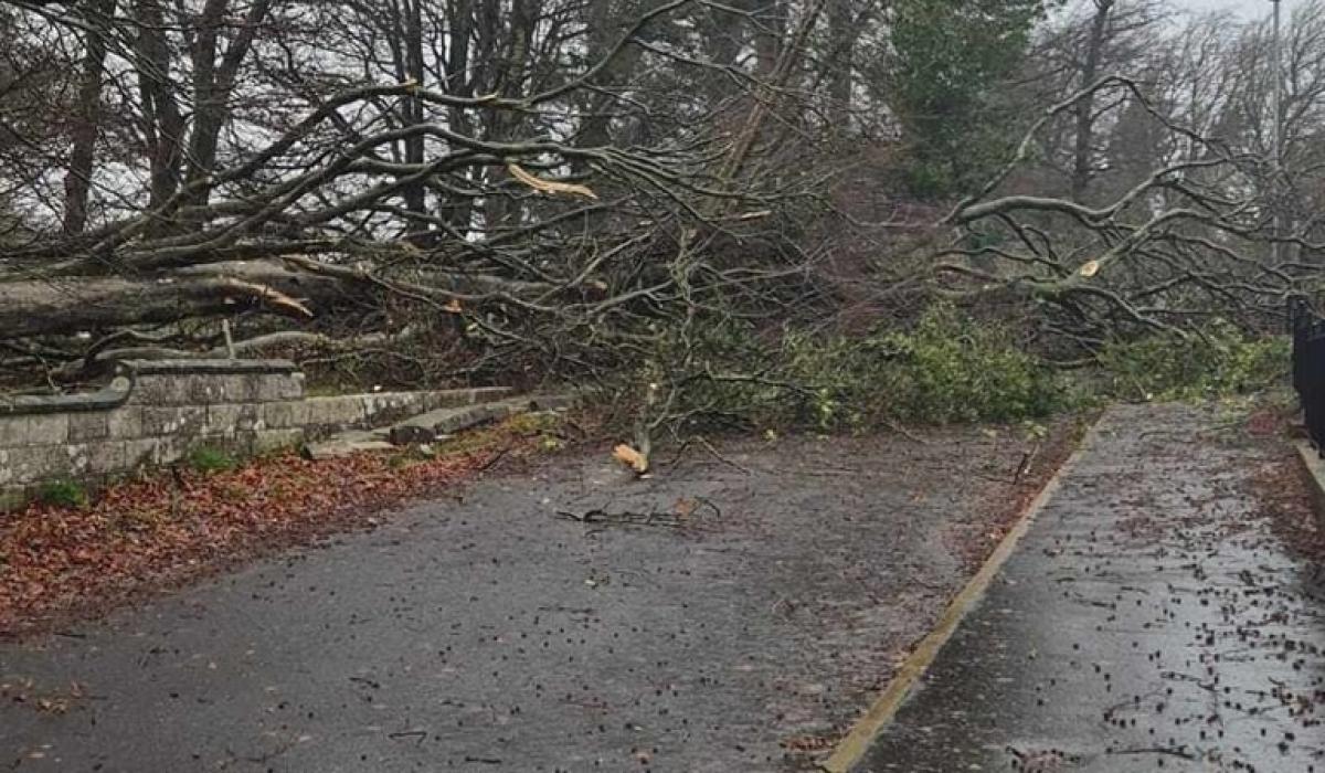 Storm Éowyn: High winds causing havoc across Derry - Page 2 of 7 ...