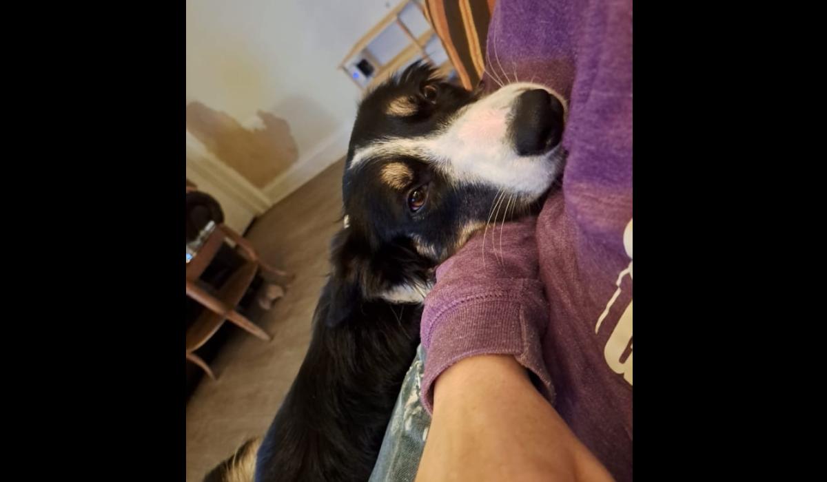 Local community bands together to find couple's missing pup - Derry Now