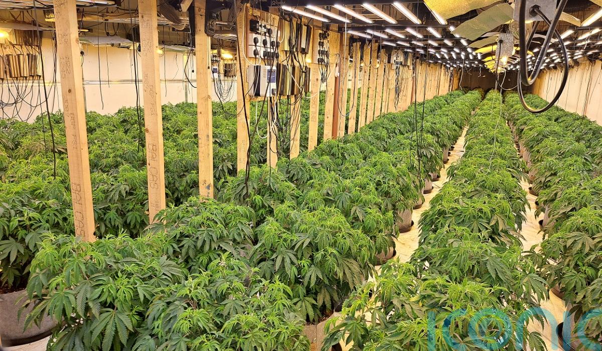 Suspected cannabis operation linked to INLA, police say - Derry Now