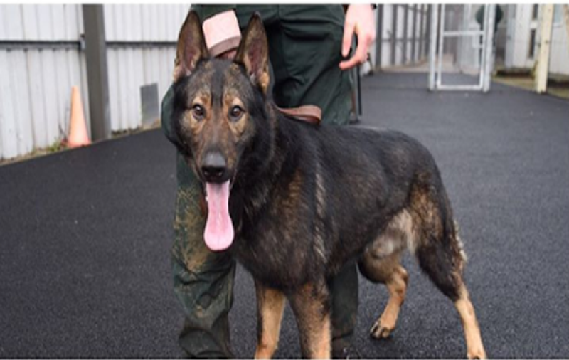 PSNI start training three new German Shepherd pups as police dogs ...