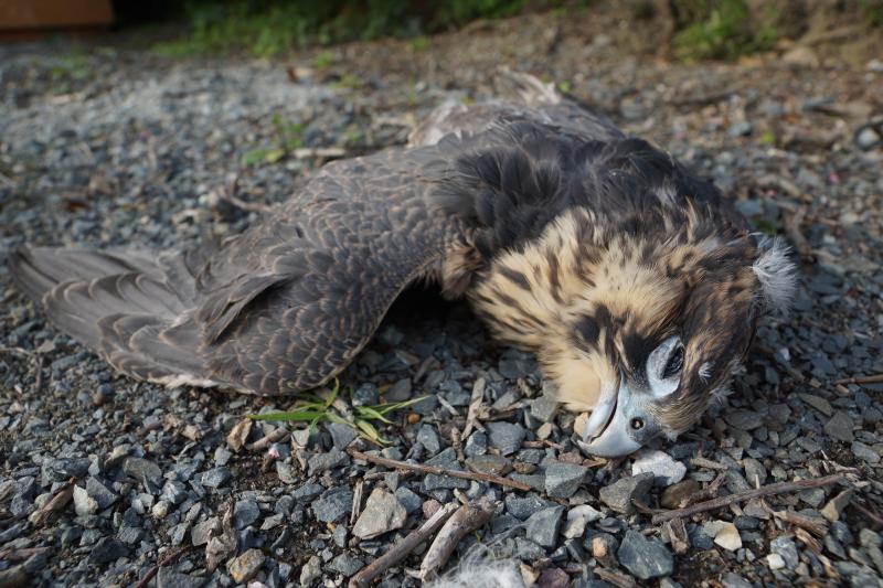 PSNI launch initiative along with Raptor Study Group to stop ...