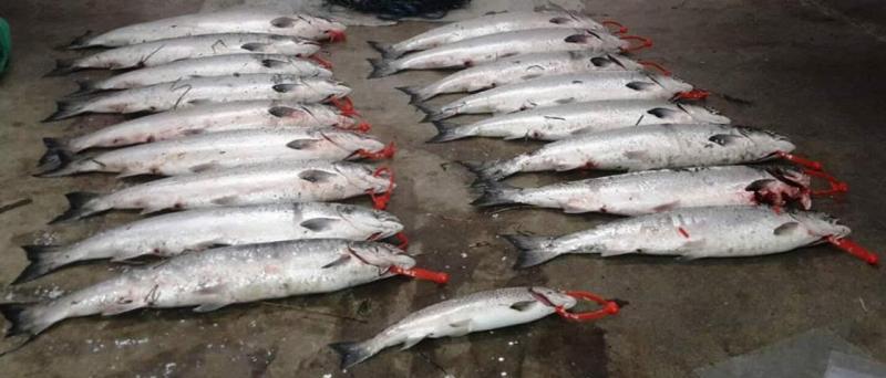 18 fish killed after illegal net seized on the River Foyle - Derry Now