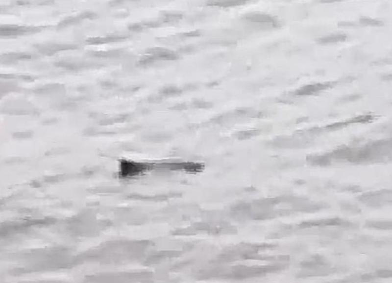 Giant fish spotted in the Foyle - Derry Now