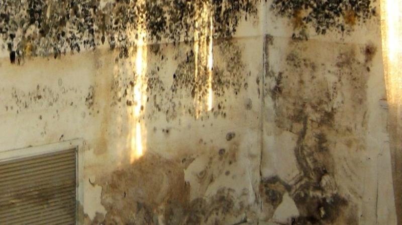 Damp and mould prevalent in social housing - Derry Now