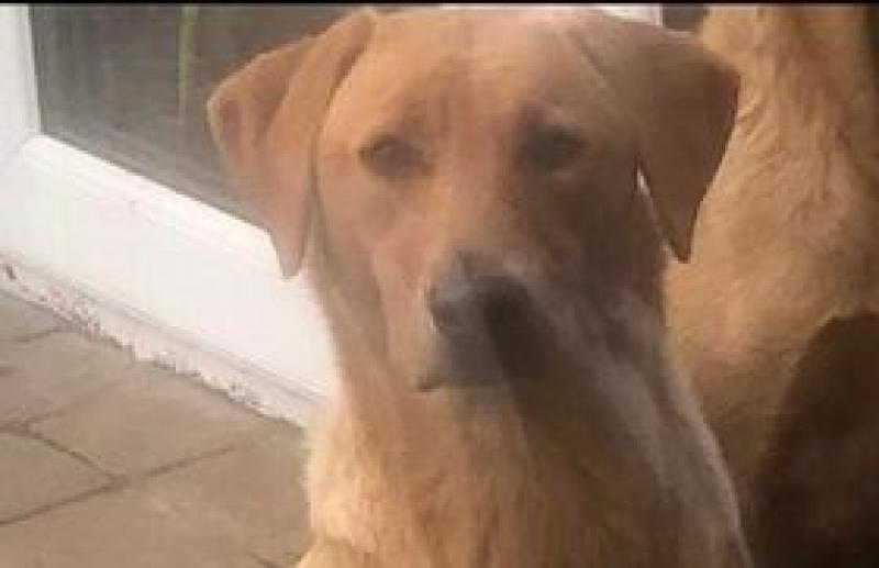 Help needed to find missing dog - Derry Now