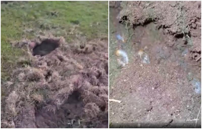 WATCH: People baffled by odd creatures ripping up gardens as strange footage emerges - Derry Now