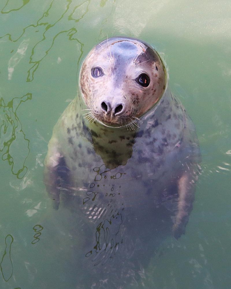 Derry swimmer shocked by seal shooting at Greencastle - Derry Now