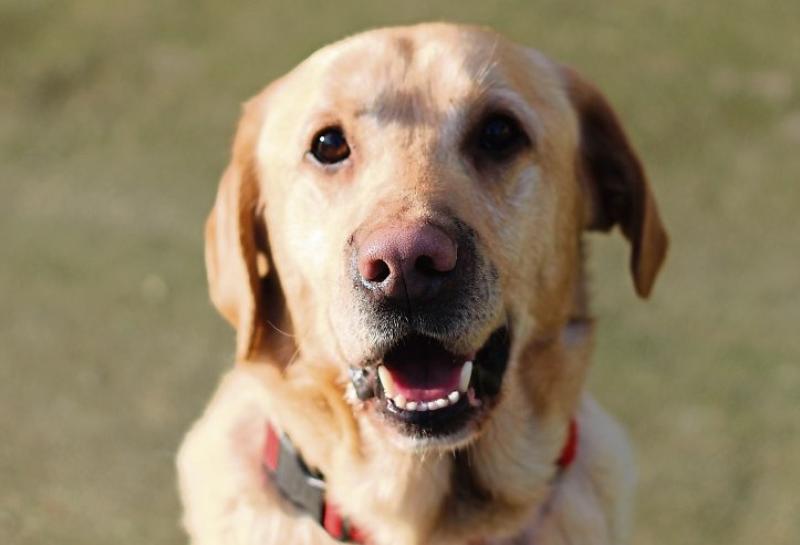 headline - Derry Now