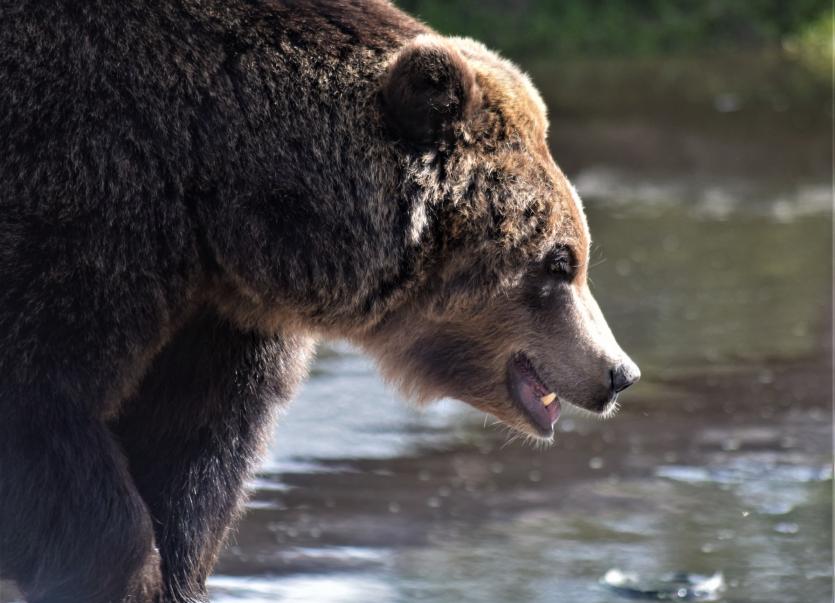 Wild Ireland - why this special place is so much more than somewhere to ...