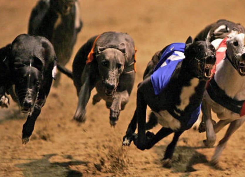 Greyhound racing: tonight's Brandywell card - Derry Now