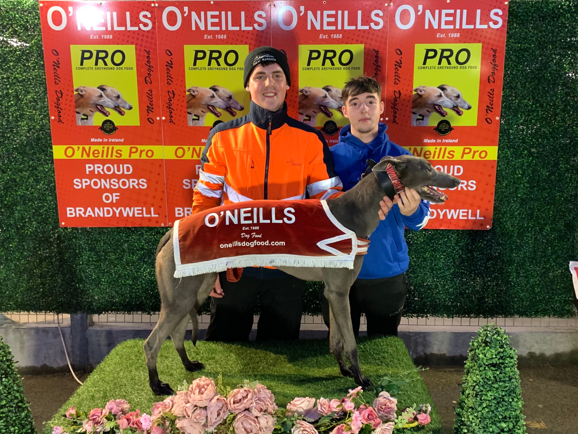 Derry Greyhounds: Blue Jig Molly catches attention in M1 Petfoods Semi ...